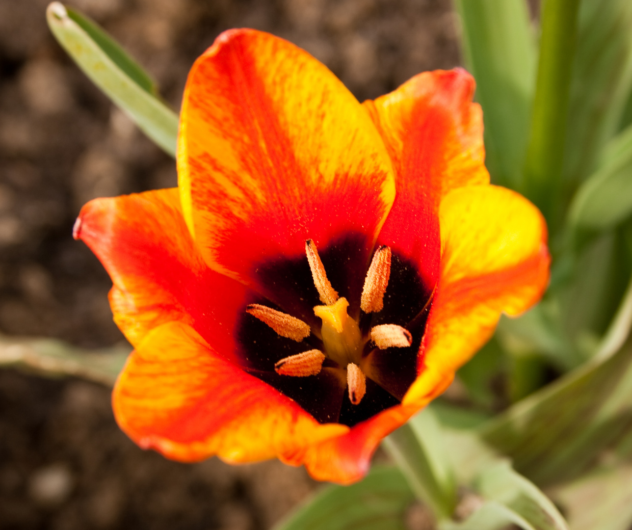 Tulpe Foto & Bild | pflanzen, pilze & flechten, blüten- & kleinpflanzen ...