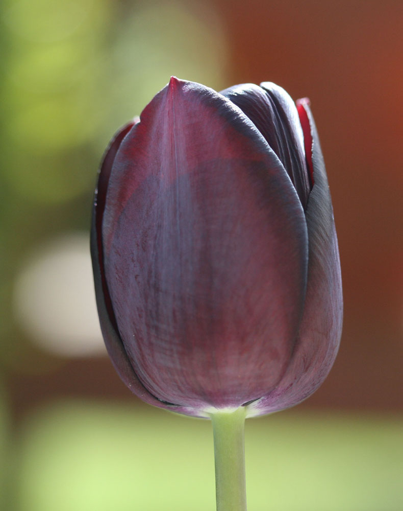 Tulpe Foto & Bild | pflanzen, pilze & flechten, blüten- & kleinpflanzen, tulpen Bilder auf ...