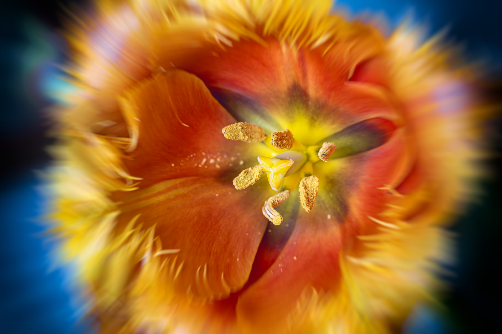 Tulpe Foto & Bild | makro, frühling, natur Bilder auf fotocommunity