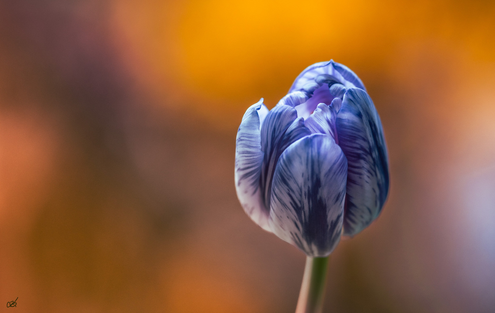 TuLpE Foto & Bild | pflanzen, pilze & flechten, blüten- & kleinpflanzen, tulpen Bilder auf ...