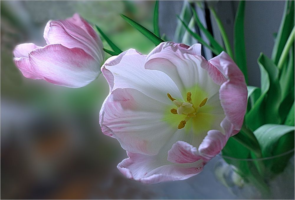 Tulpe am Montag Foto & Bild | blumen , fotos, natur Bilder auf fotocommunity