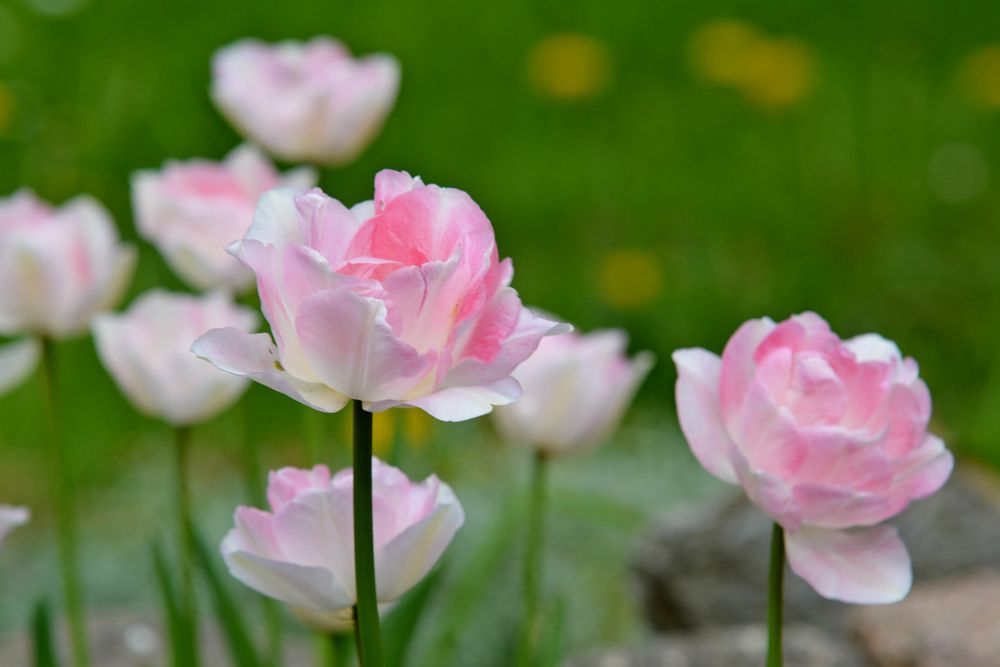 Tulpe Angelique Foto & Bild | frühling, natur, blumen Bilder auf fotocommunity