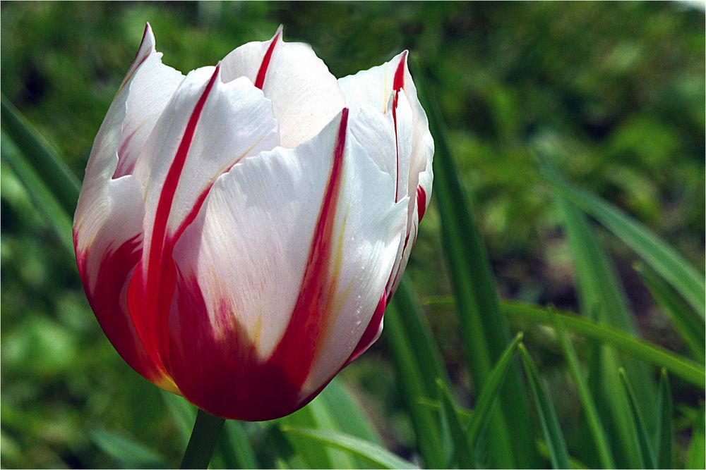 Tulpe (Art ??) Foto & Bild | natur Bilder auf fotocommunity