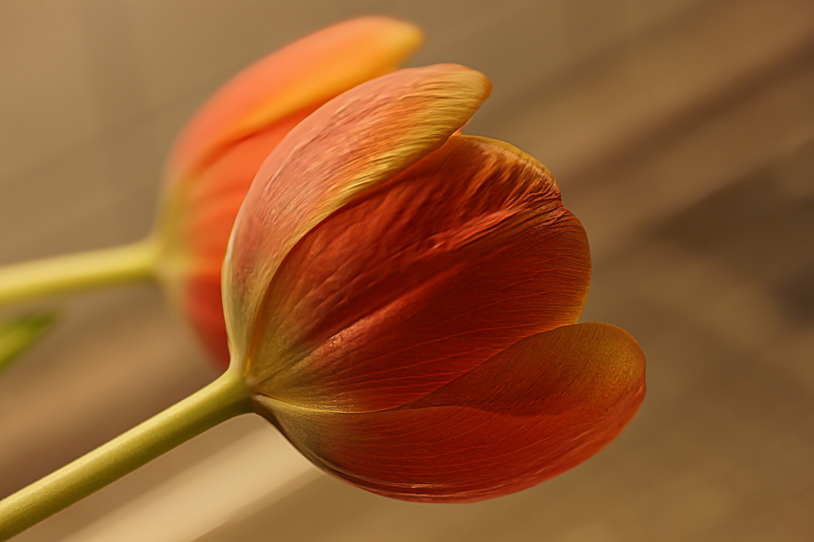 Tulpe aus der Ecke Foto & Bild | pflanzen, pilze & flechten, blüten- & kleinpflanzen, projekte ...