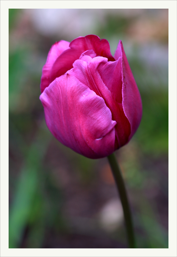Tulpe Foto & Bild | pflanzen, pilze & flechten, blüten- & kleinpflanzen ...