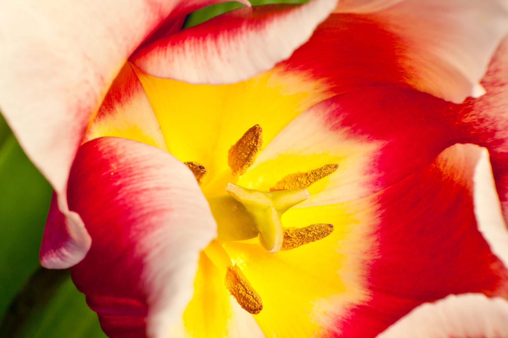 Tulpe Foto & Bild | pflanzen, pilze & flechten, blüten- & kleinpflanzen, tulpen Bilder auf ...