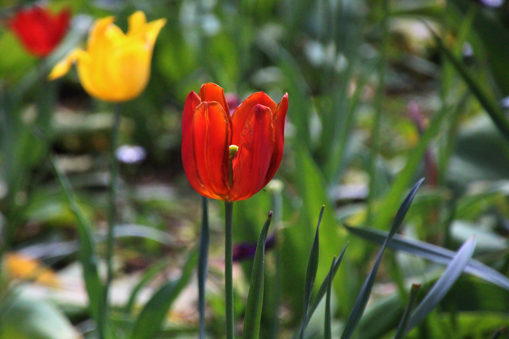 Tulpe Foto & Bild | natur, pflanzen, blüten Bilder auf fotocommunity