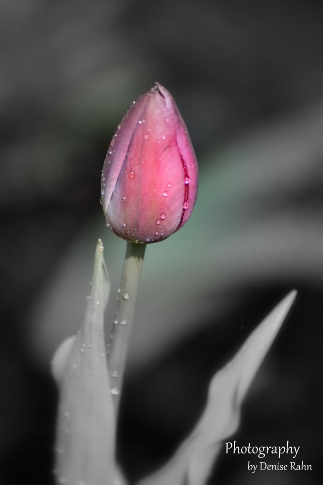 Tulpe Foto & Bild | pflanzen, pilze & flechten, blüten- & kleinpflanzen, tulpen Bilder auf ...