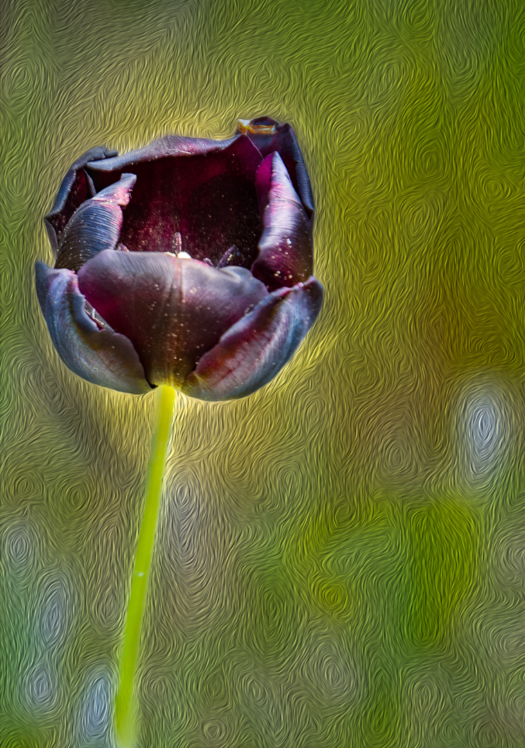 Tulpe Foto & Bild | pflanzen, pilze & flechten, blüten- & kleinpflanzen, jahreszeiten Bilder auf ...