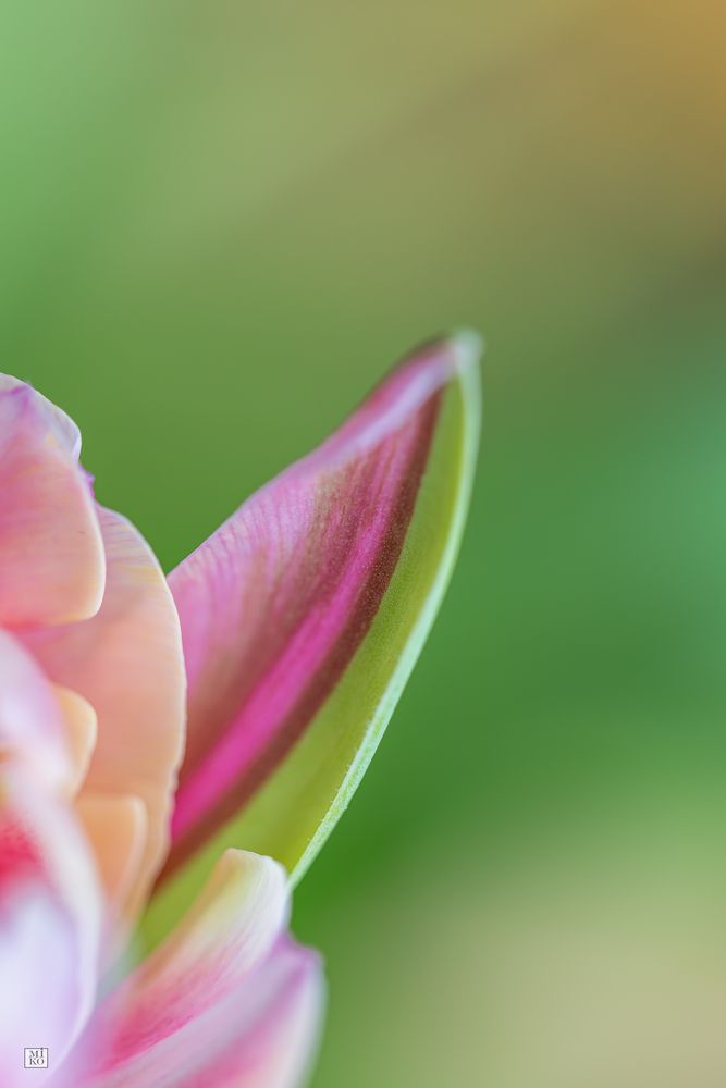 Tulpe Foto & Bild | pflanzen, pilze & flechten, blüten- & kleinpflanzen, natur-makros Bilder auf ...