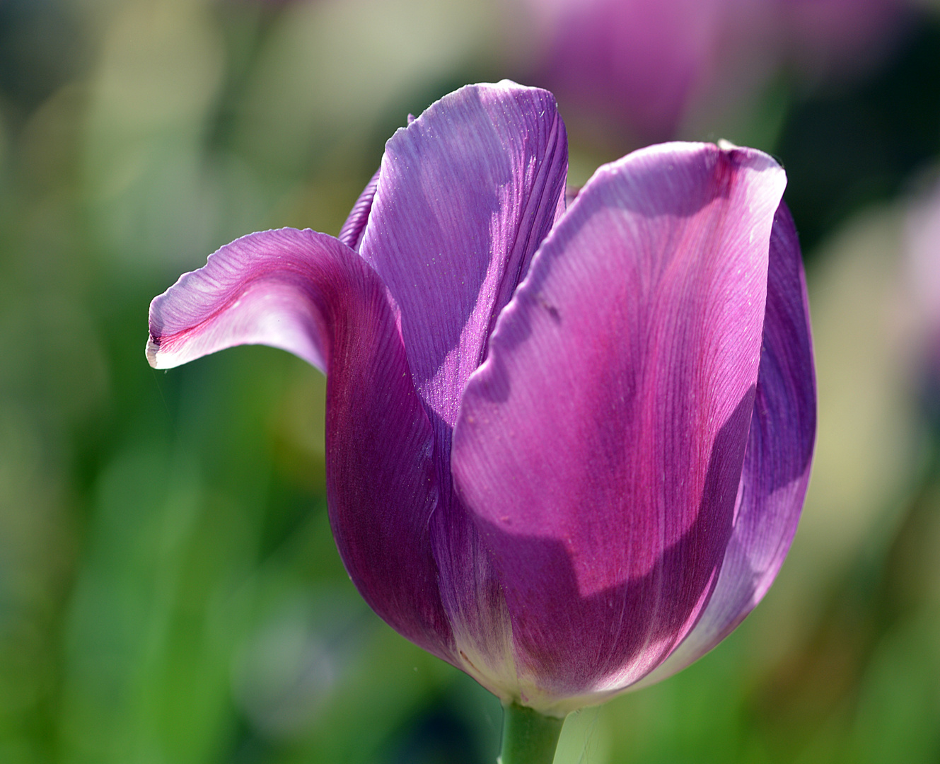 Tulpe Foto & Bild | blumen, lila, natur Bilder auf fotocommunity