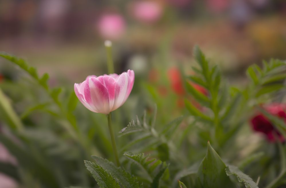 Tulpe Foto & Bild | pflanzen, pilze & flechten, blüten- & kleinpflanzen, jahreszeiten Bilder auf ...