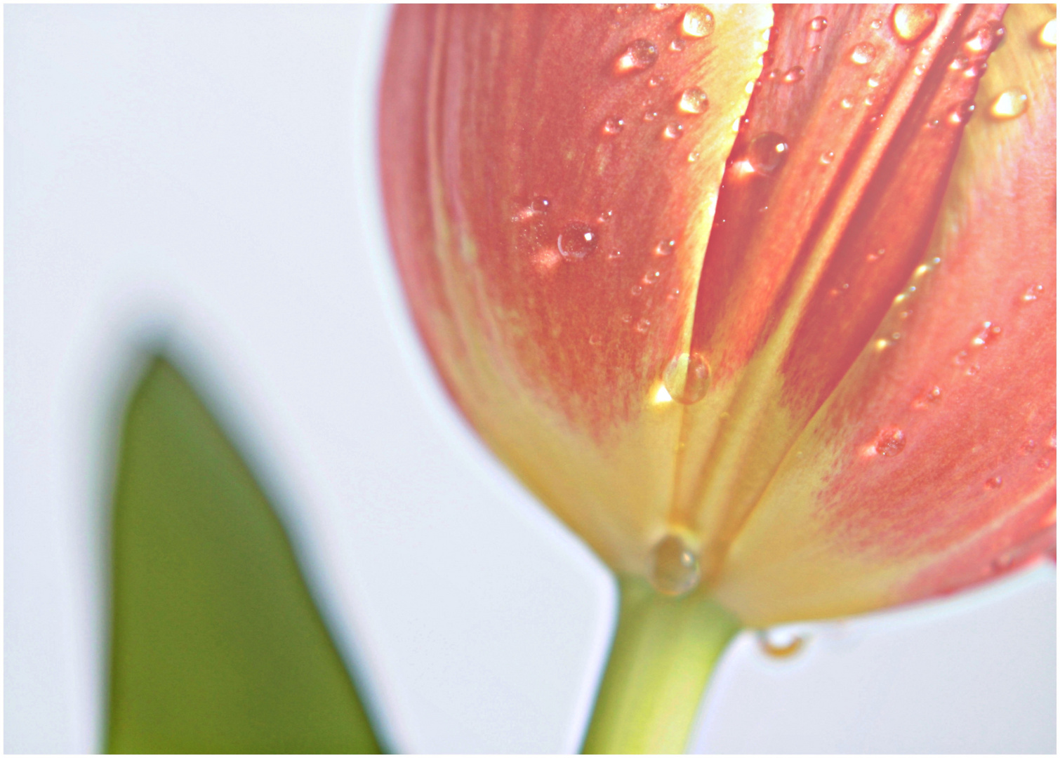 Tulpe Foto & Bild | pflanzen, pilze & flechten, blüten- & kleinpflanzen, tulpen Bilder auf ...