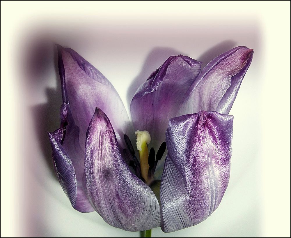 Tulpe Foto & Bild | jahreszeiten, frühling, natur Bilder auf fotocommunity