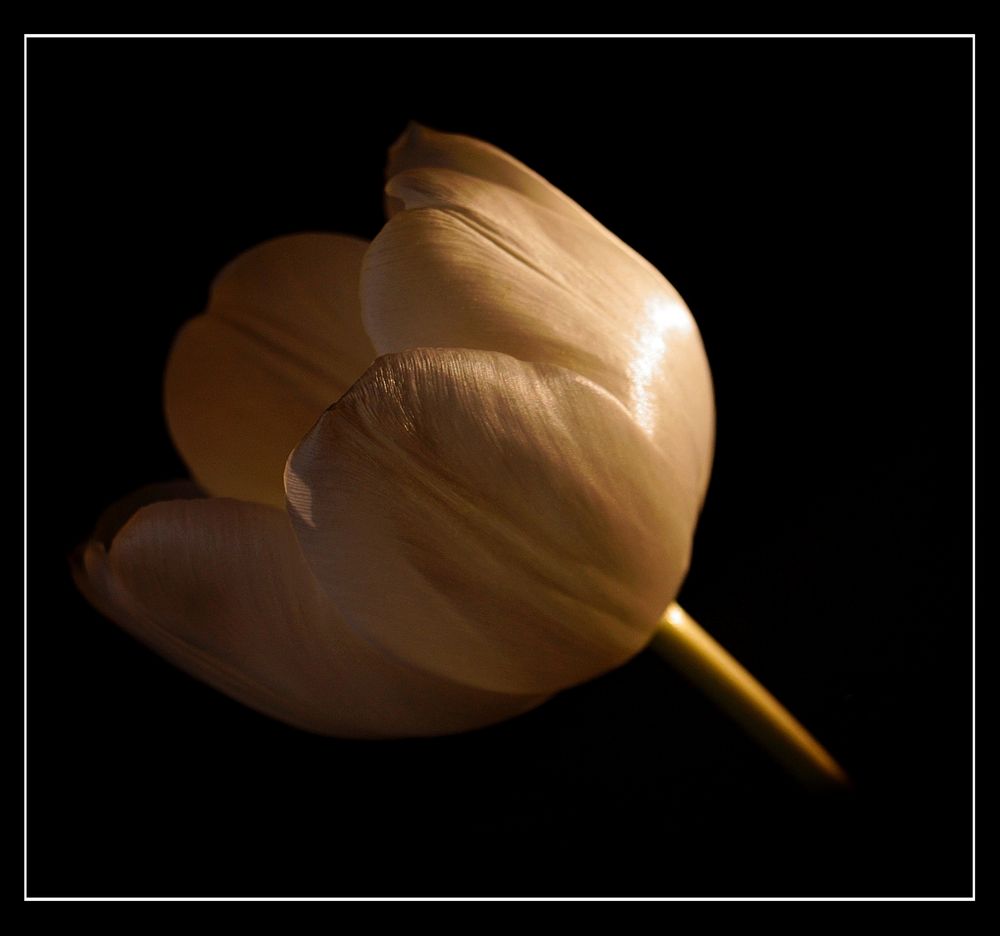 Tulpe Foto & Bild | makro, natur, blume Bilder auf fotocommunity