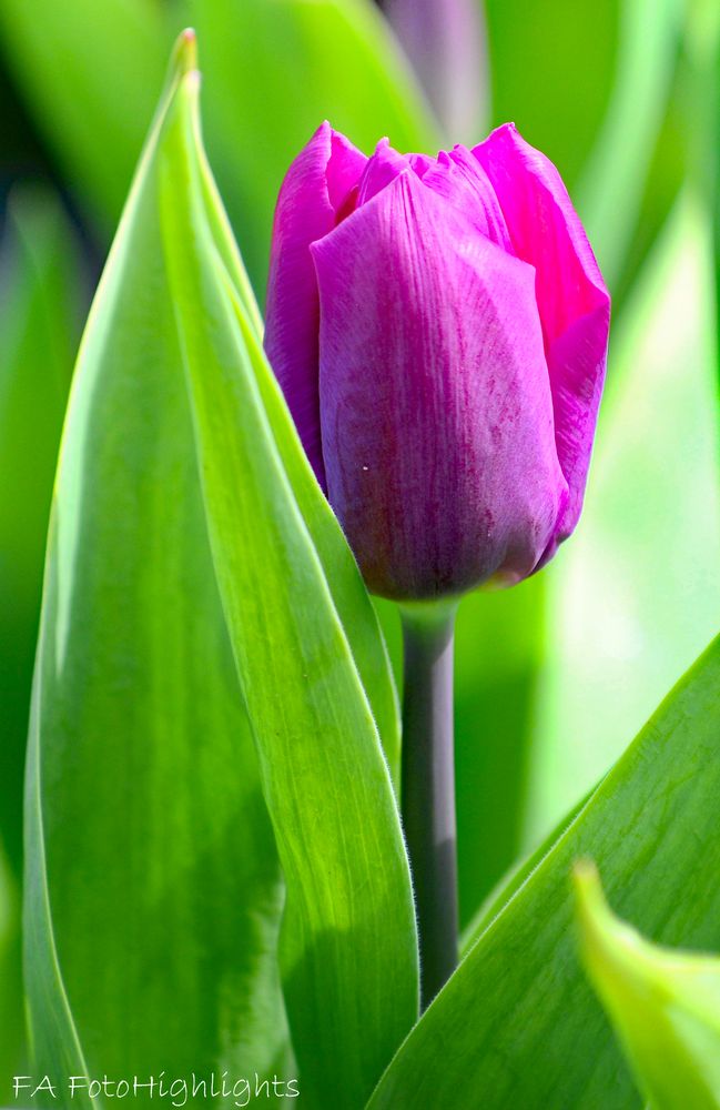 TULPE Foto & Bild | pflanzen, pilze & flechten, blüten- & kleinpflanzen, jahreszeiten Bilder auf ...