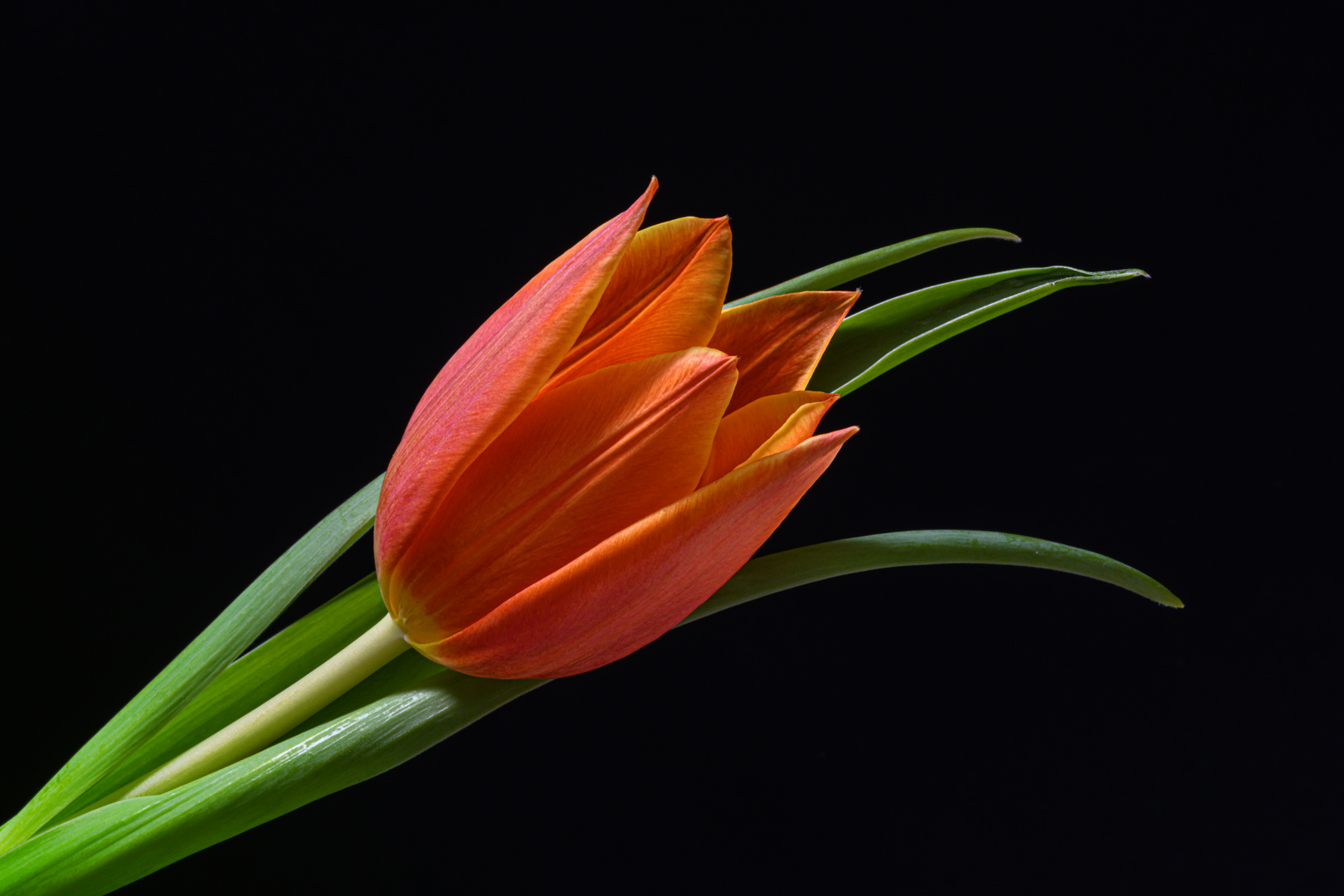 Tulpe Foto & Bild | pflanzen, pilze & flechten, blüten- & kleinpflanzen, grün Bilder auf ...