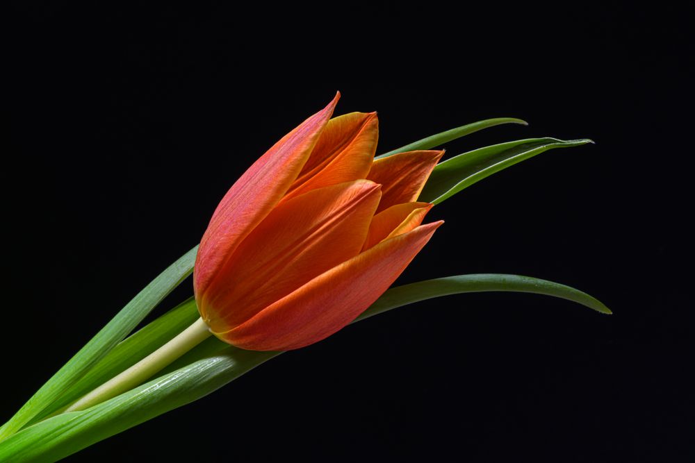 Tulpe Foto & Bild | pflanzen, pilze & flechten, blüten- & kleinpflanzen, grün Bilder auf ...