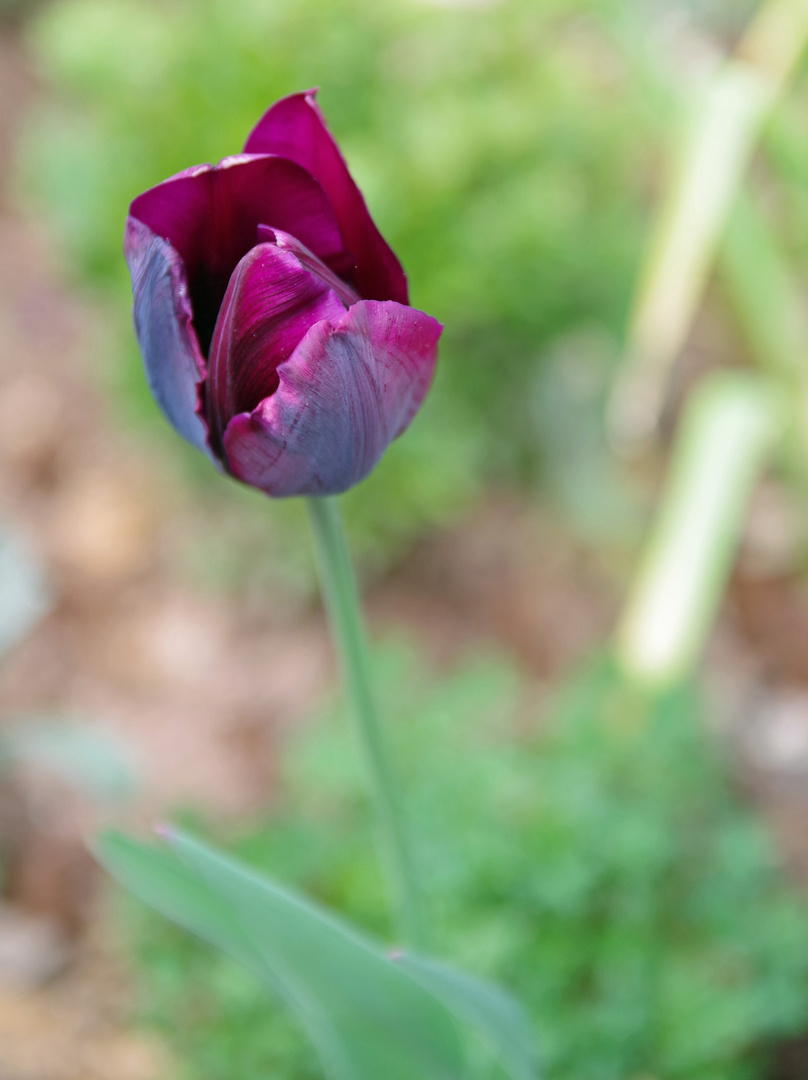 tulpe Foto & Bild | jahreszeiten, frühling, sonne Bilder auf fotocommunity