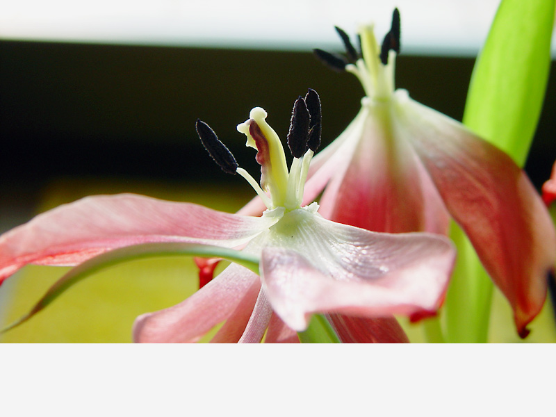 Tulpe Foto & Bild | pflanzen, pilze & flechten, blüten- & kleinpflanzen ...