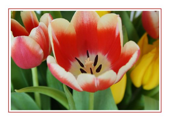 Nicole Oppermann - Fotos & Bilder - Fotografin aus Lüneburg ...