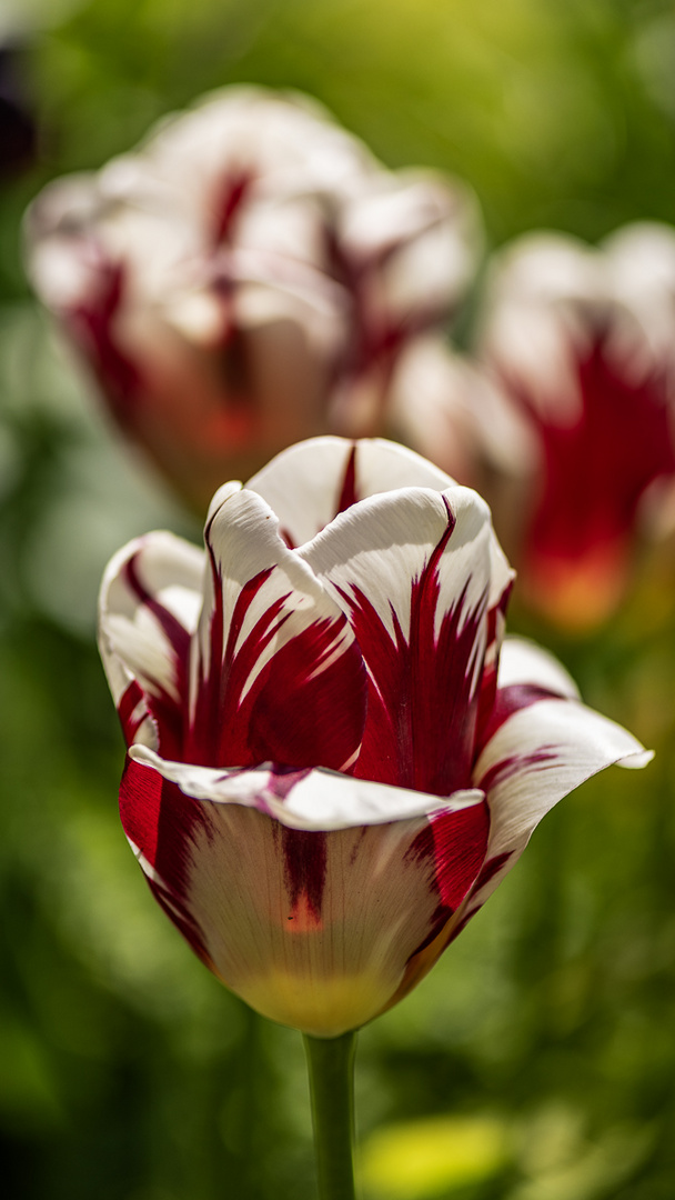 Tulpe Foto & Bild | pflanzen, pilze & flechten, blüten- & kleinpflanzen, makro Bilder auf ...