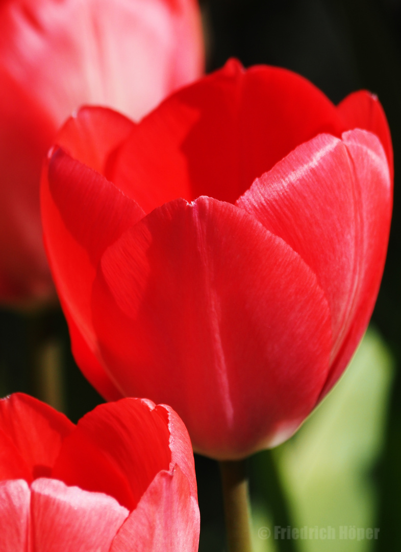 Tulpe Foto & Bild | pflanzen, pilze & flechten, blüten- & kleinpflanzen, tulpen Bilder auf ...