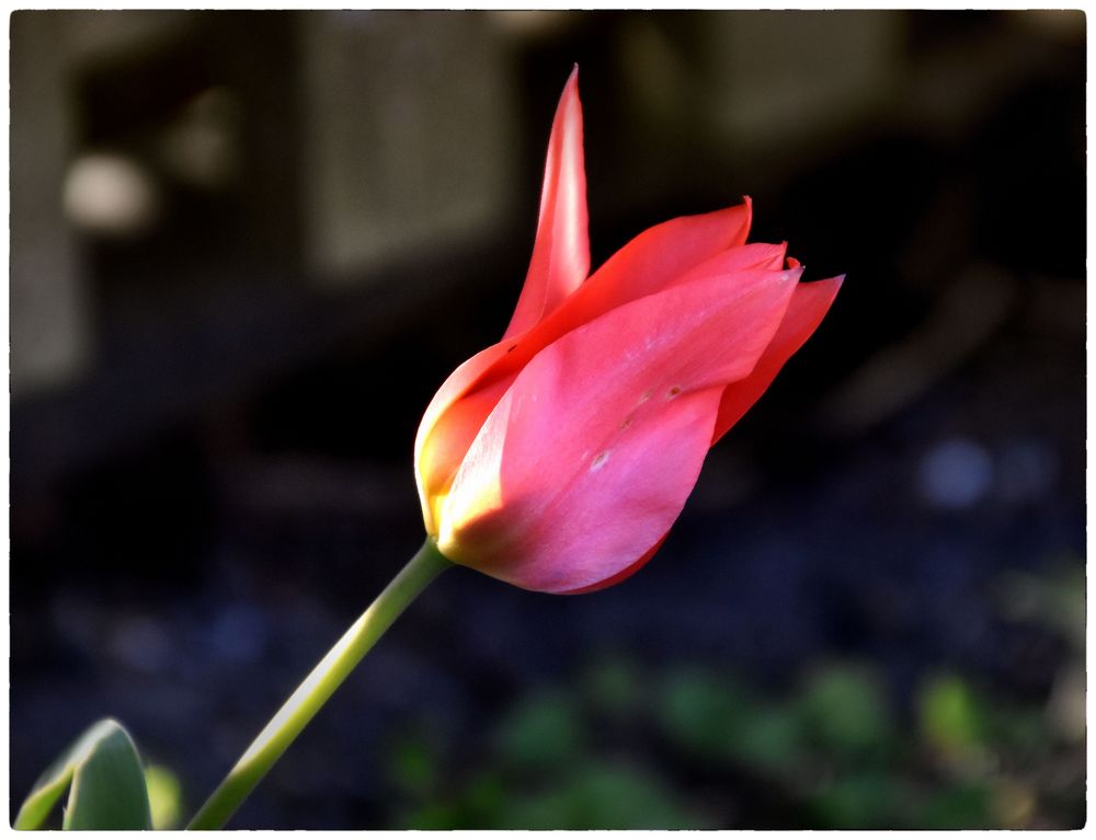 Tulpe Foto & Bild | tulpen, natur, frühblüher Bilder auf fotocommunity