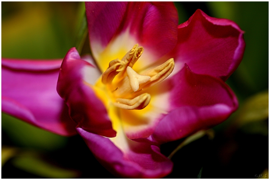 Tulpe..... Foto & Bild | pflanzen, pilze & flechten, blüten- & kleinpflanzen, tulpen Bilder auf ...