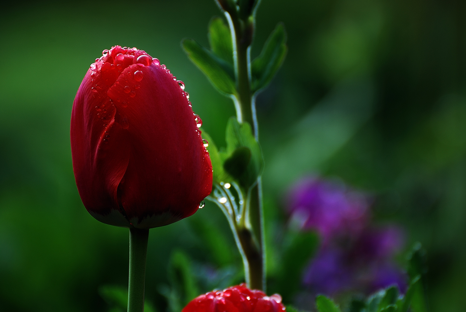 Tulpe ganz rot Foto & Bild | pflanzen, pilze & flechten, blüten ...
