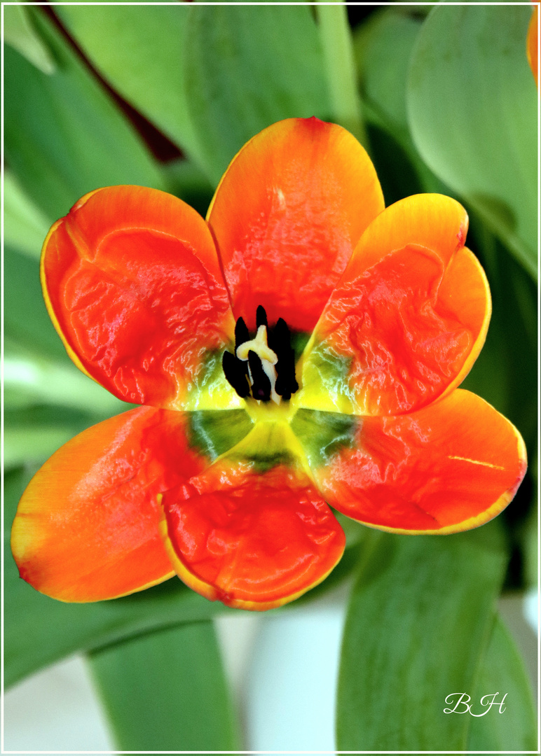 Tulpe geöffnet (2) Foto & Bild | pflanzen, natur, blüten Bilder auf ...