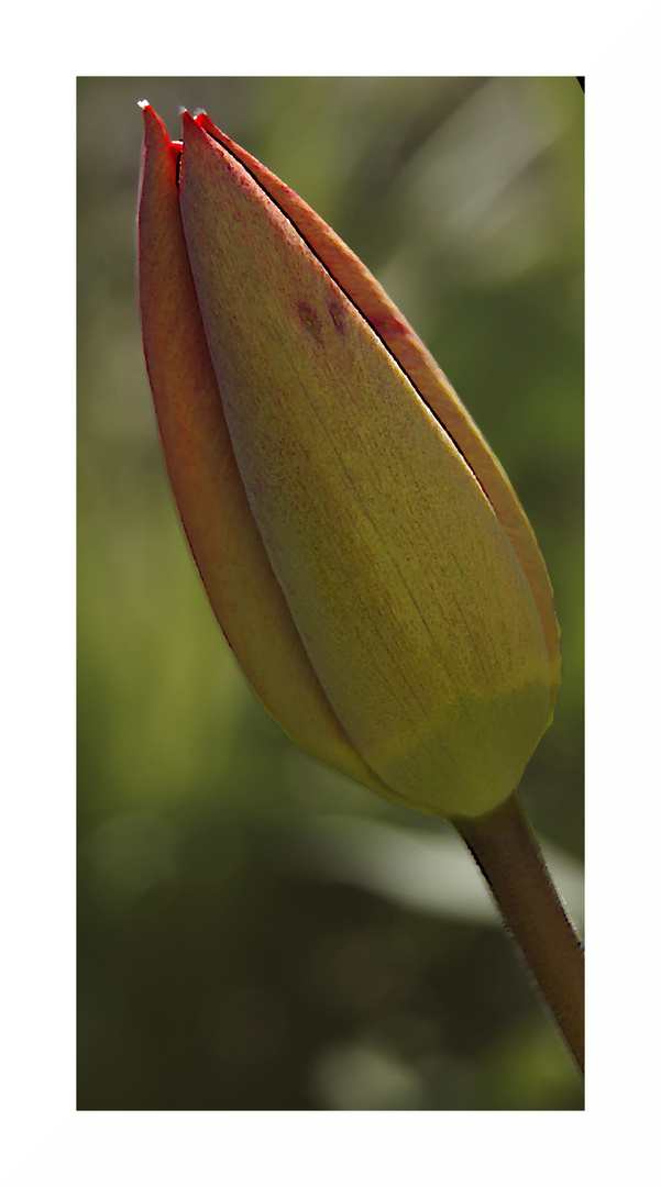 Tulpe geschlossen Foto & Bild | pflanzen, pilze & flechten, blüten- & kleinpflanzen, tulpen ...