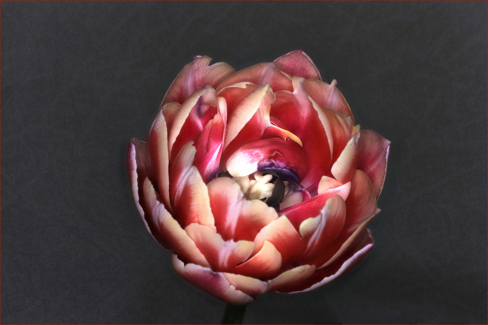 Tulpe im Aufblühen! Foto & Bild | rot, makro, tulpen Bilder auf fotocommunity