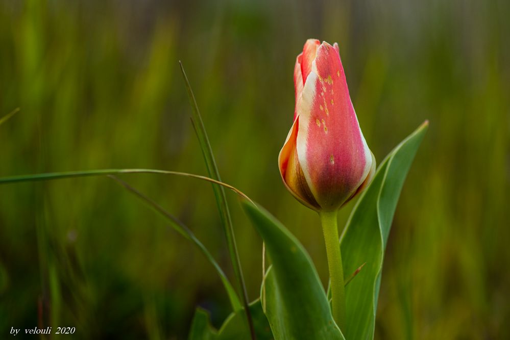 Tulpe im Weinberg 4 Foto & Bild | spezial, makro, tulpen Bilder auf fotocommunity