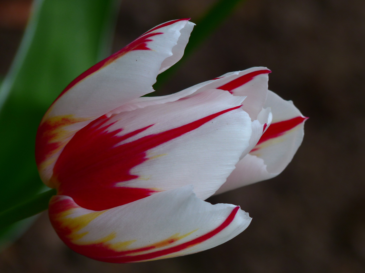 Tulpe in rot weiss Foto & Bild | pflanzen, pilze & flechten, blüten ...