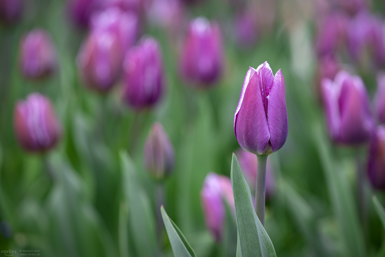 Tulpe in violett Foto & Bild | pflanzen, pilze & flechten, blüten- & kleinpflanzen, tulpen ...