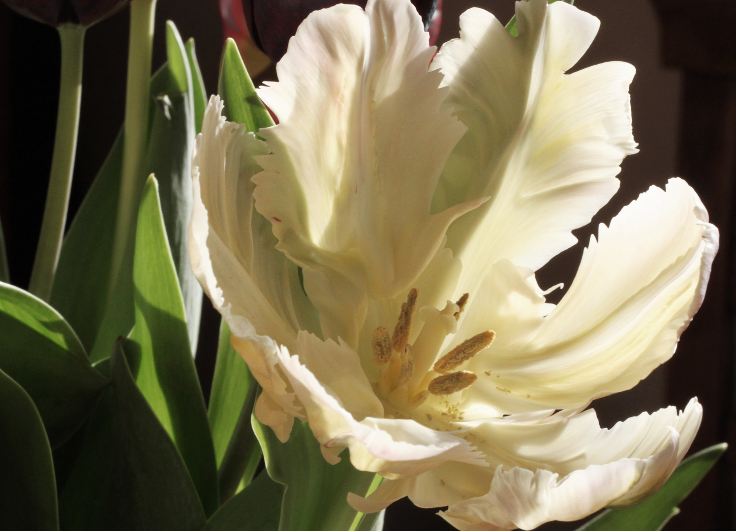 Tulpe in weiß Foto & Bild | pflanzen, pilze & flechten, blüten- & kleinpflanzen, tulpen Bilder ...