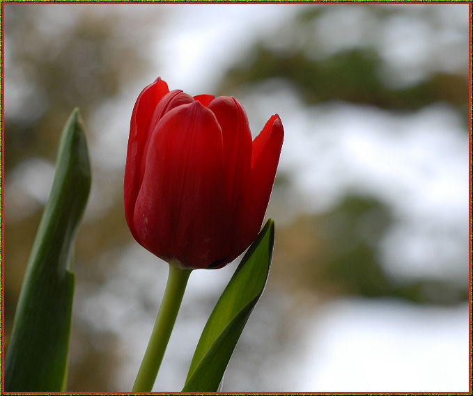 Tulpe mit Hauch von Schnee-Hintergrund Foto & Bild | natur-makros, natur-kreativ ...