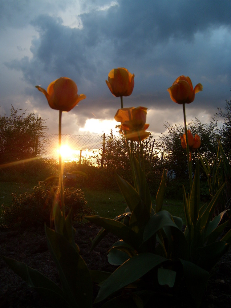 Tulpe mit Sonne und Gewitter Wolken von vorne Foto & Bild | pflanzen, pilze & flechten, natur ...