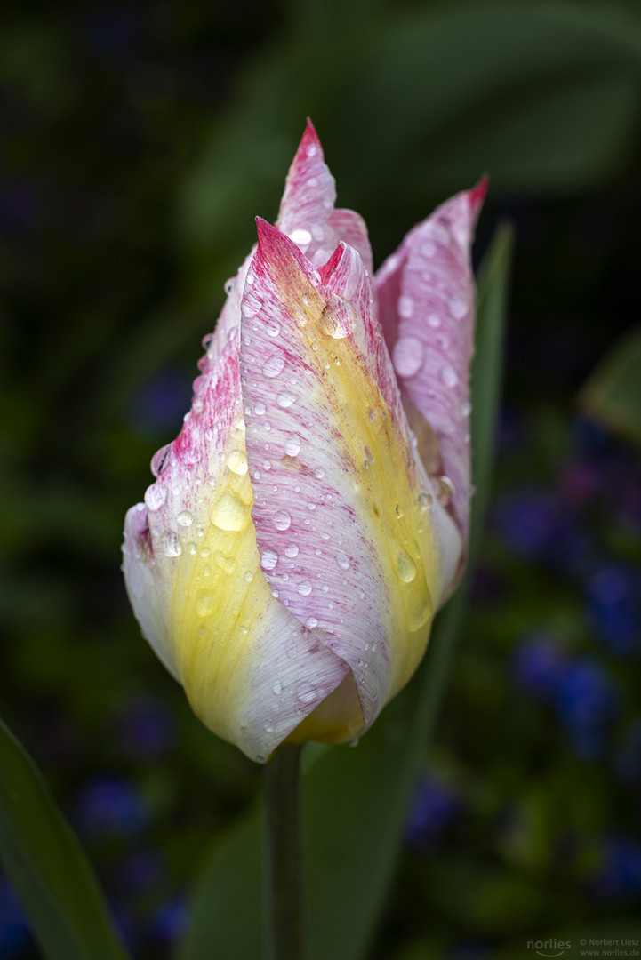 Tulpe mit Tropfen Foto & Bild | pflanzen, pilze & flechten, blüten- & kleinpflanzen, tulpen ...