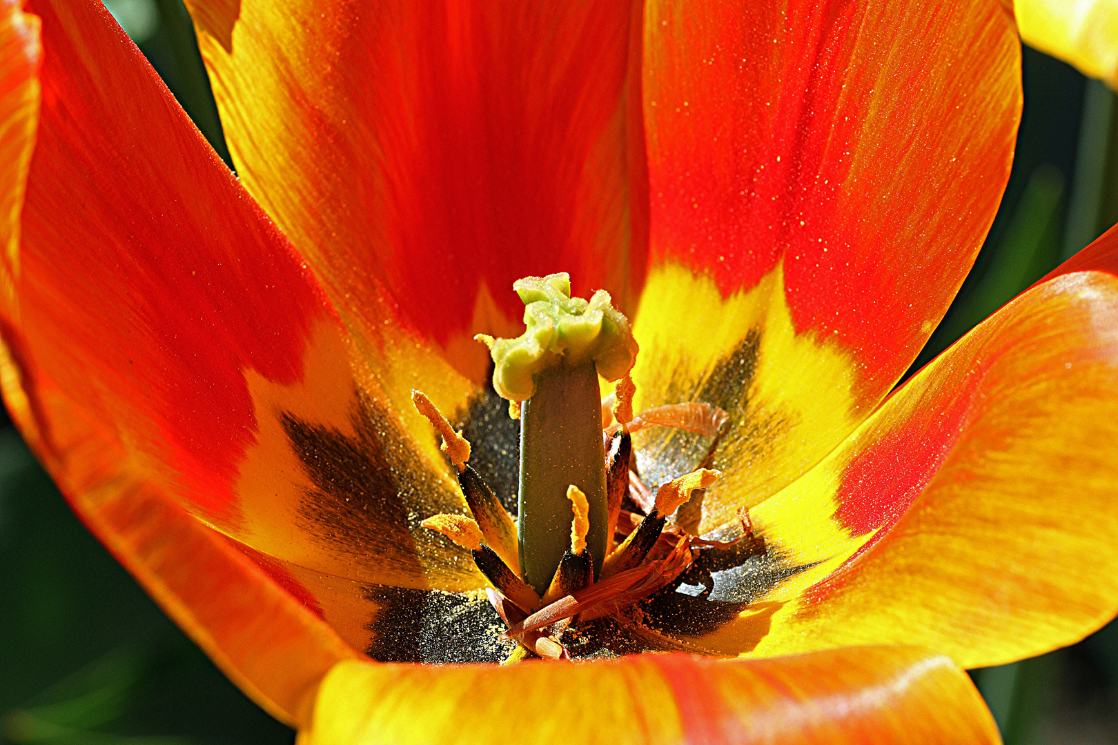 Tulpe öffne dich Foto & Bild | tulpen, natur, blumen Bilder auf fotocommunity