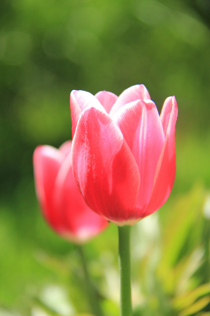 Tulpe rosa Foto & Bild | jahreszeiten, frühling, natur Bilder auf fotocommunity