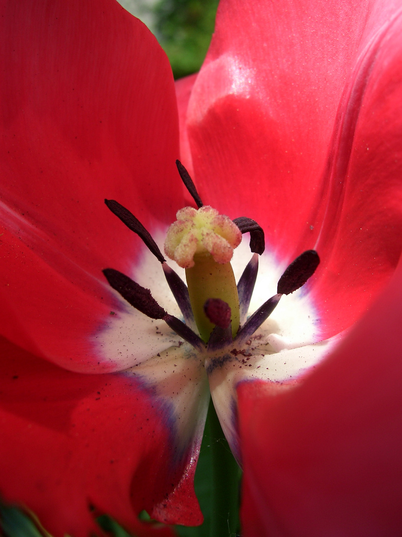 Tulpe rot Foto & Bild | pflanzen, pilze & flechten, blüten ...