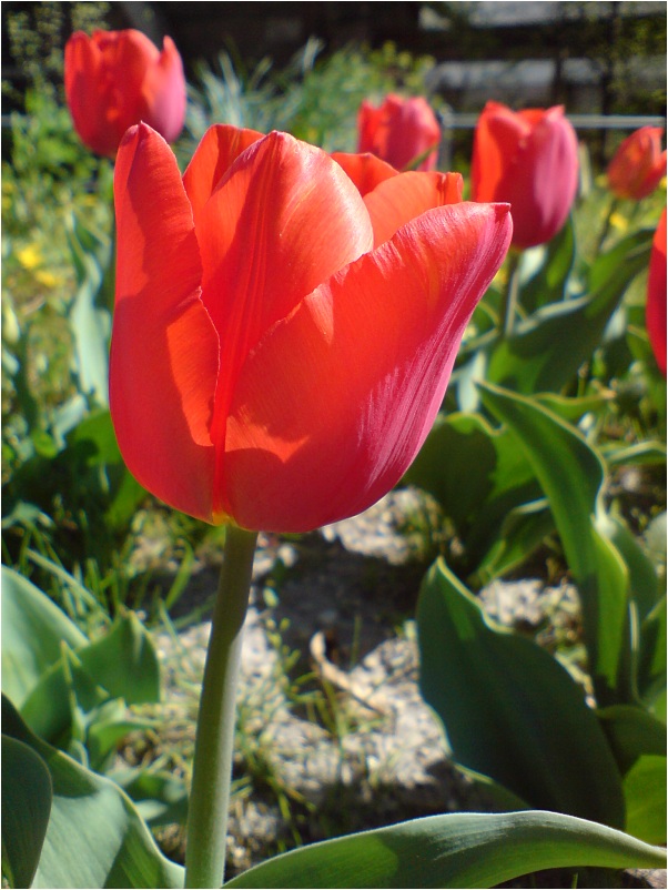 Tulpe rot Foto & Bild | pflanzen, pilze & flechten, blüten ...