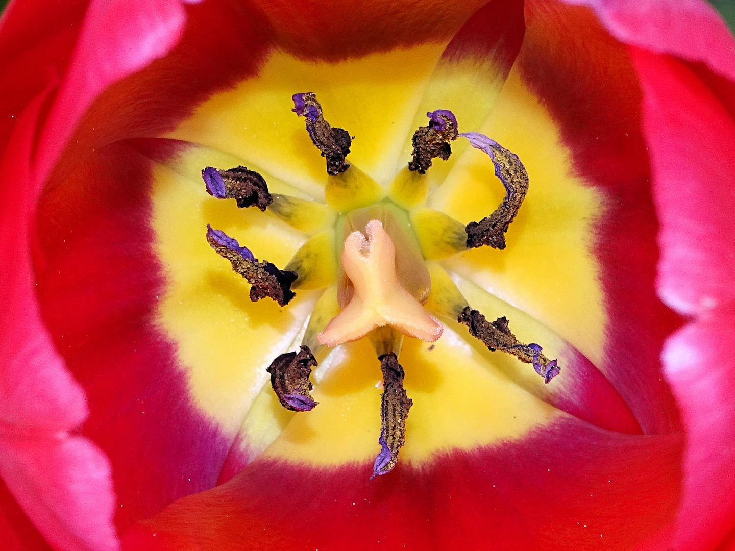 Tulpe Rot Innen Foto & Bild | pflanzen, pilze & flechten, blüten ...