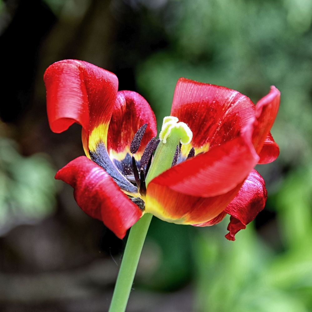 Tulpe, verblüht Foto & Bild | pflanzen, pilze & flechten, blüten- & kleinpflanzen, tulpen Bilder ...
