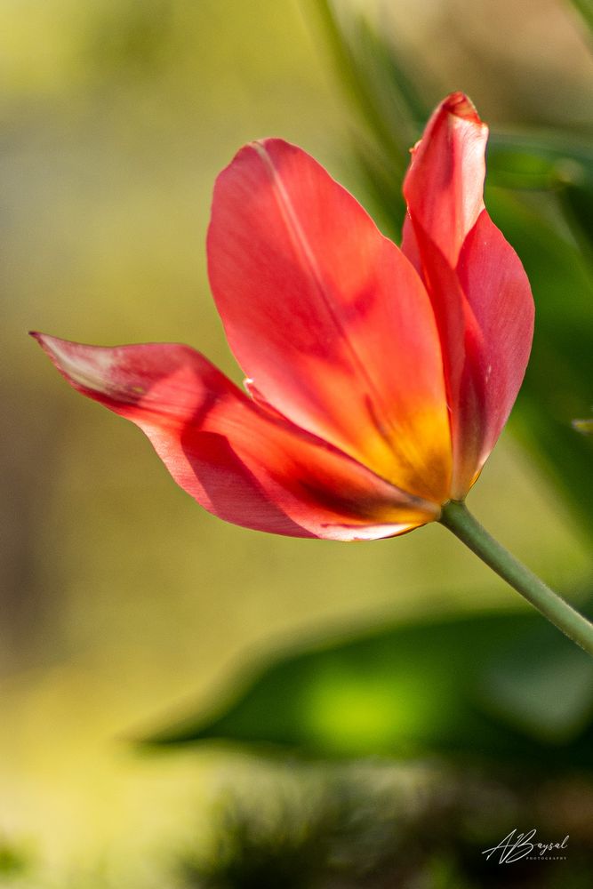 Tulpe will auch auf das Bild Foto & Bild | pflanzen, pilze & flechten, blüten- & kleinpflanzen ...