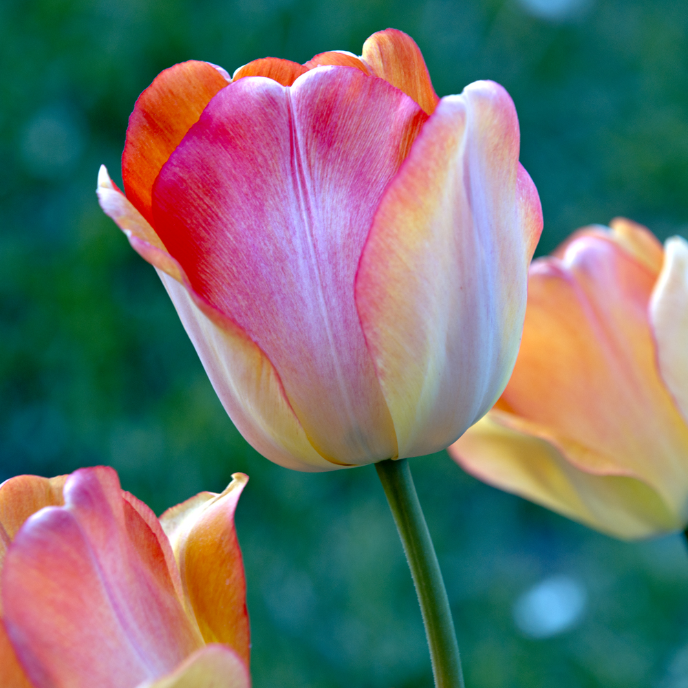 Tulpe zur blauen Stunde Foto & Bild | pflanzen, pilze & flechten, blüten- & kleinpflanzen ...
