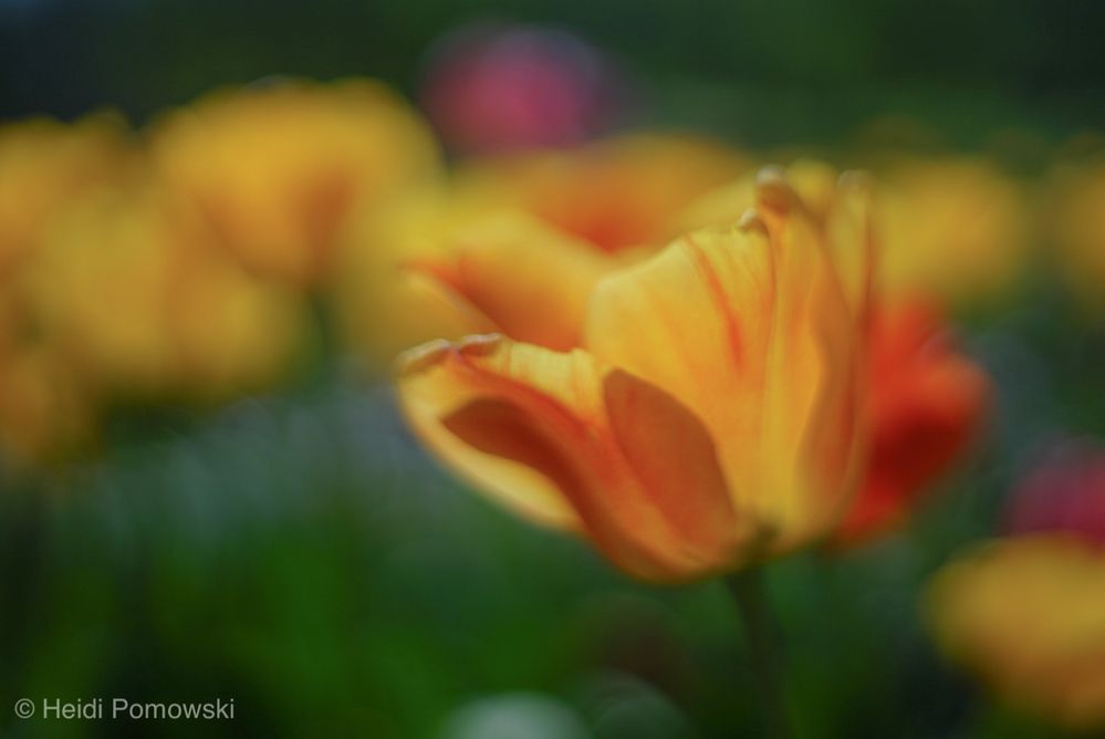 Tulpen Foto & Bild | jahreszeiten, frühling, tulpen Bilder auf fotocommunity