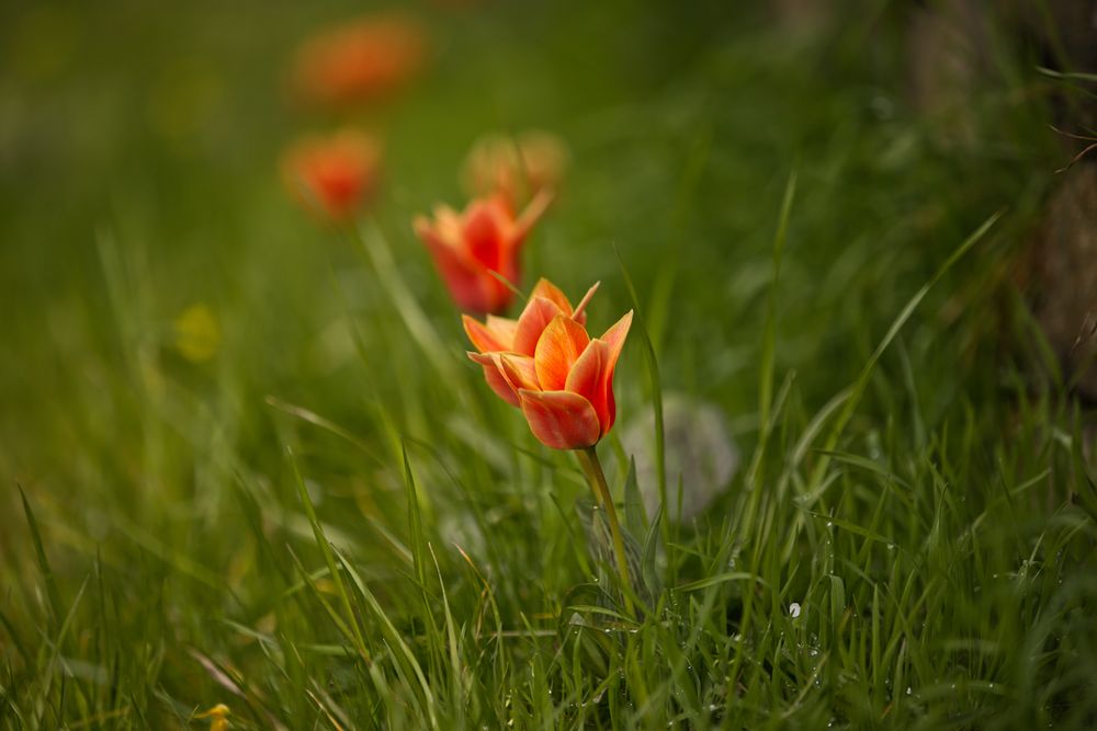 Tulpen 1 Foto & Bild | jahreszeiten, frühling, natur Bilder auf fotocommunity